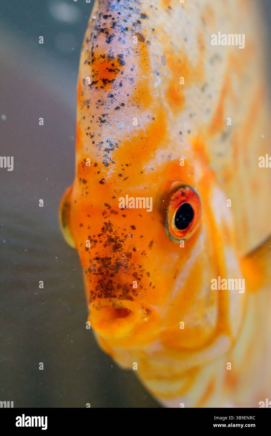 Portrait of a beautiful coloured discus cichlid in an Amazon aquarium ...