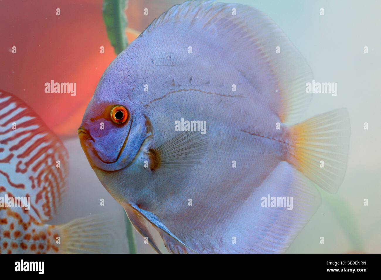 Portrait of a beautiful coloured discus cichlid in an Amazon aquarium ...