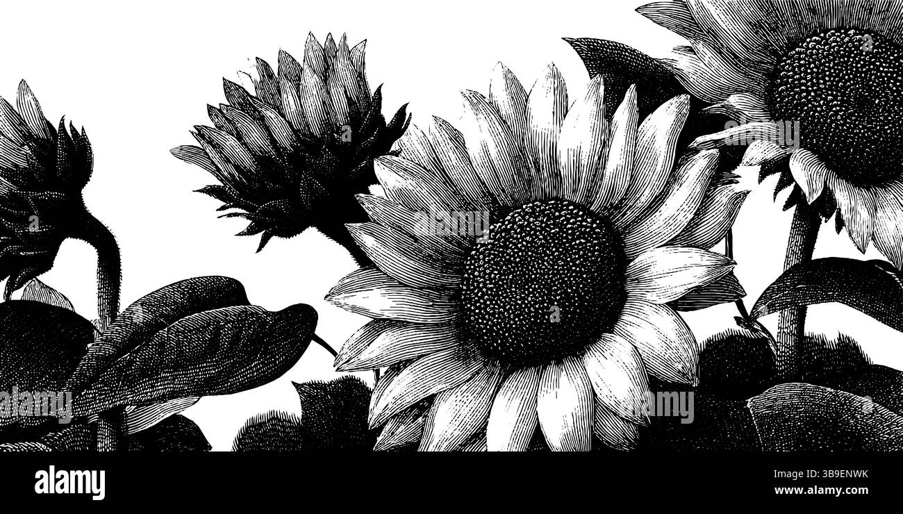 Engraved illustration of sunflower field for nature-inspired designs ...