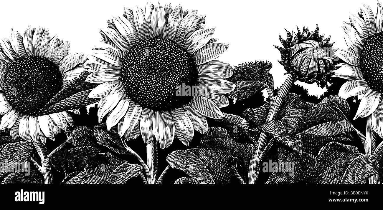Detailed botanical engraving of sunflower field for nature design Stock ...
