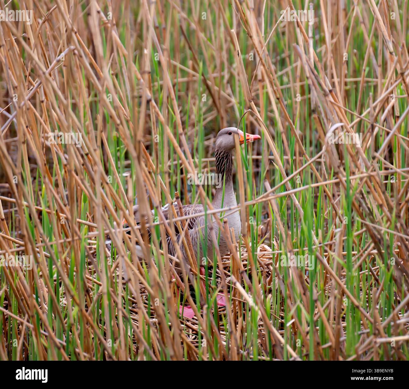 Grey goose on nest hi-res stock photography and images - Alamy