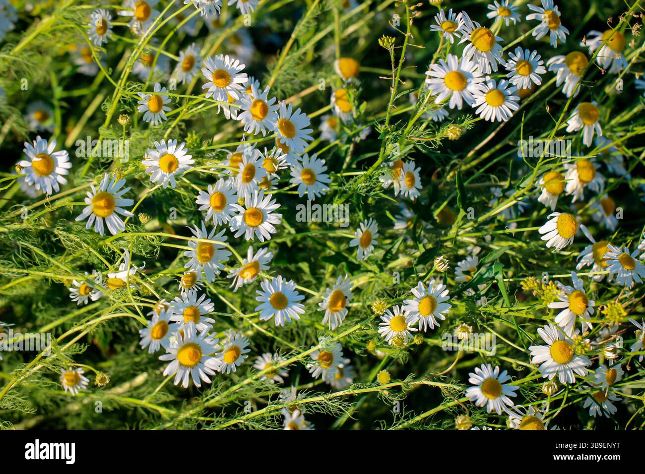 The blossoms of a camomile plant Stock Photo - Alamy