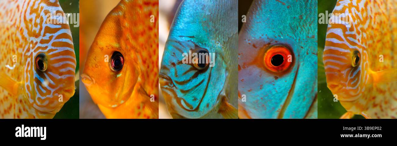 Portraits of discus fish Stock Photo - Alamy