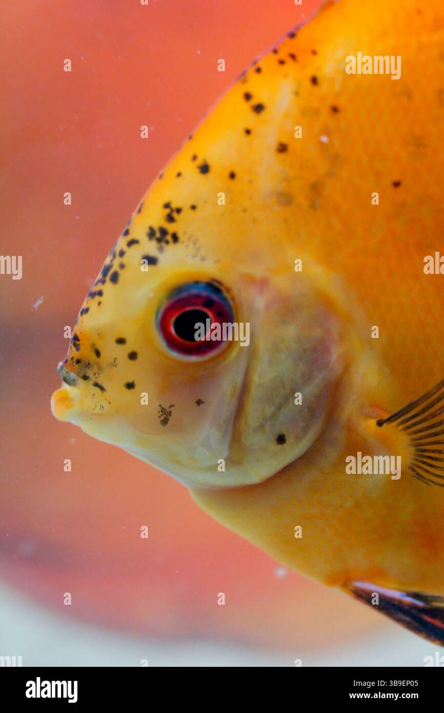 Portrait of a beautiful coloured discus cichlid in an Amazon aquarium ...