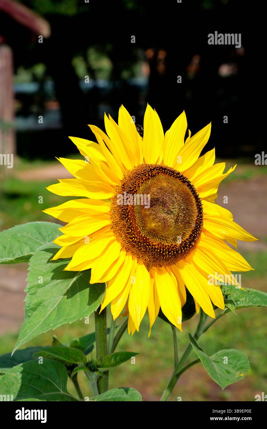 Portrait of a sunflower facing the sun hi-res stock photography and ...