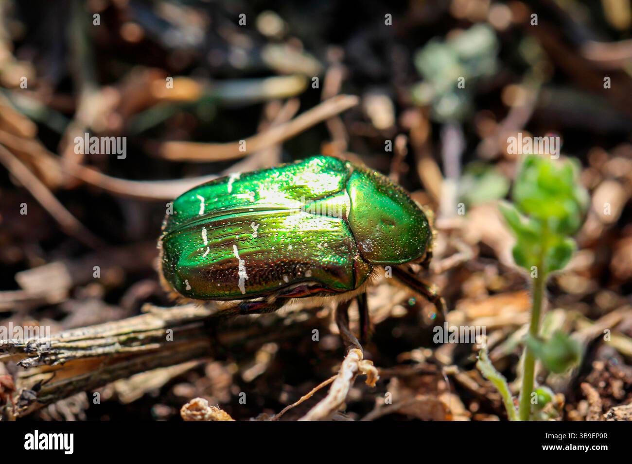 Rose chafer on plant hi-res stock photography and images - Alamy