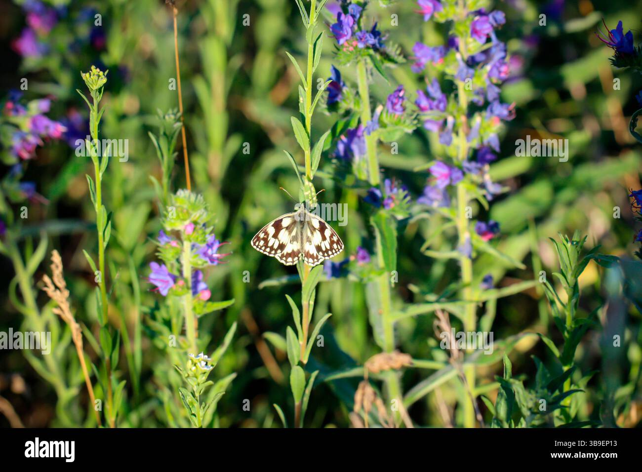 A butterfly, checkerboard butterfly sitting on a plant Stock Photo - Alamy