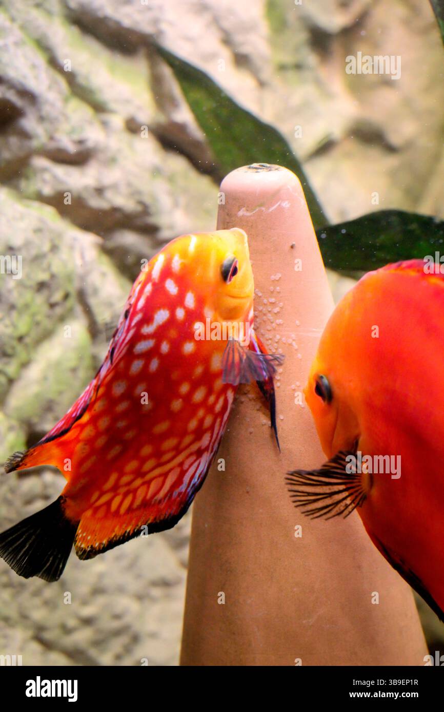 Discus fish spawning Stock Photo - Alamy