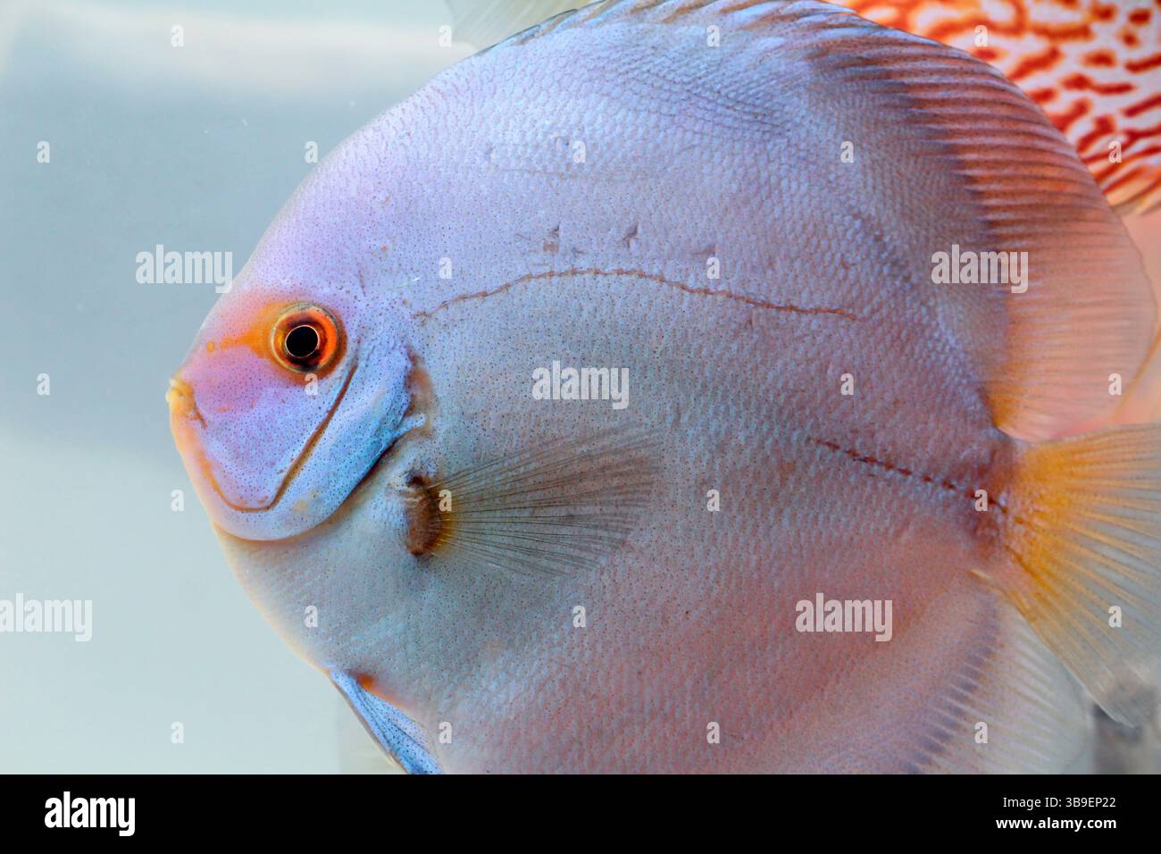 Portrait of a beautiful coloured discus cichlid in an Amazon aquarium ...