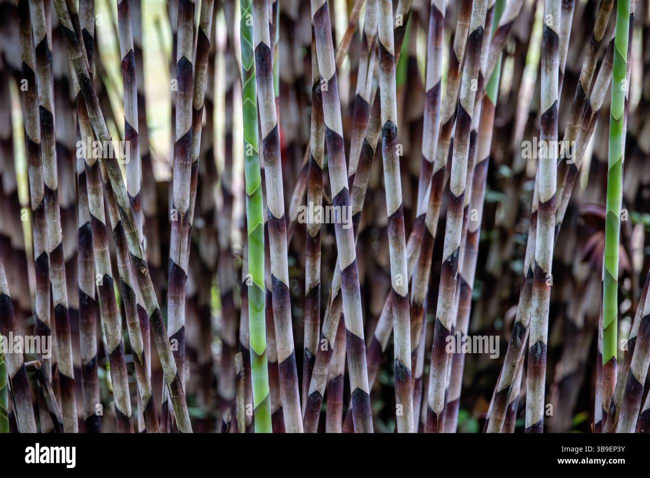 Bamboo, Selva Verde, Costa Rica Stock Photo - Alamy