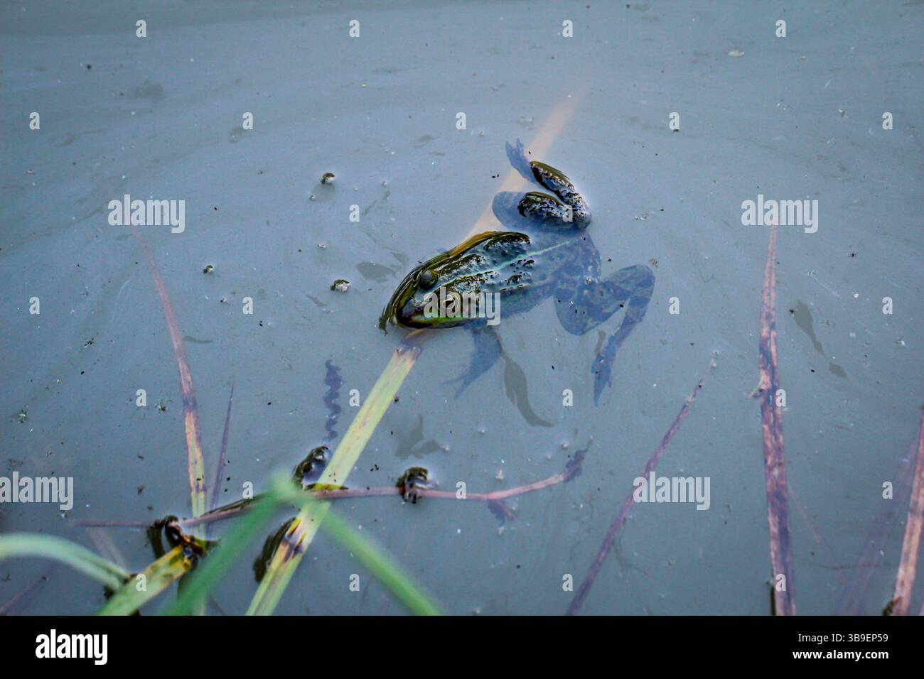 Grass frog, toad in a pond Stock Photo - Alamy