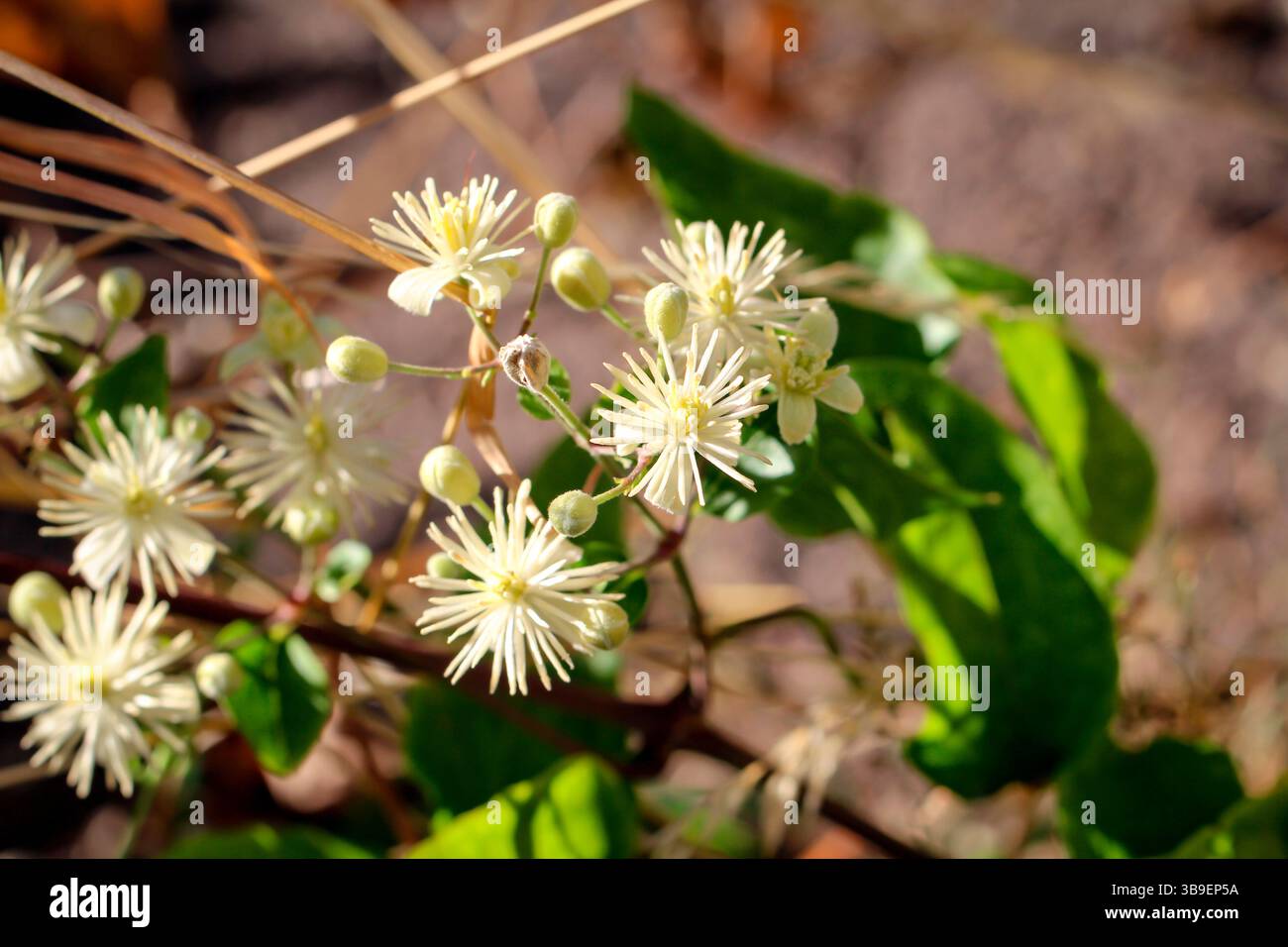 Ornamental vine flowers hi-res stock photography and images - Alamy