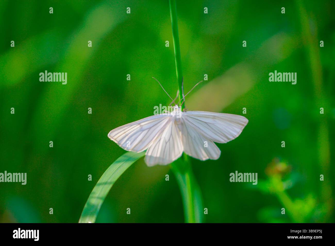 Hardy moth in the green grass very shy peeper hi-res stock photography ...