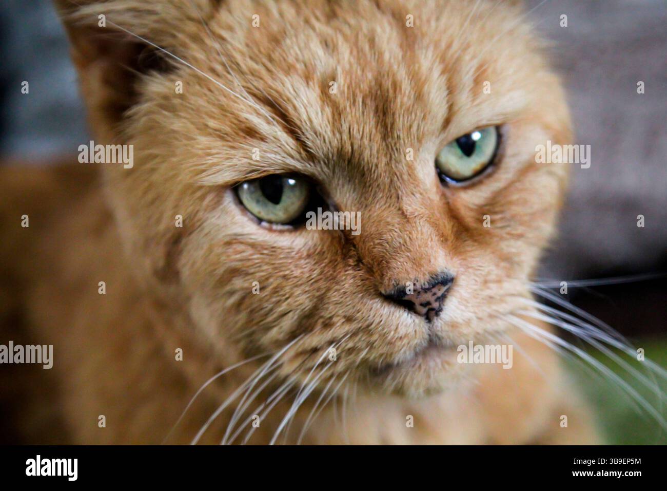 A beautiful portrait of a reddish tabby cat Stock Photo - Alamy