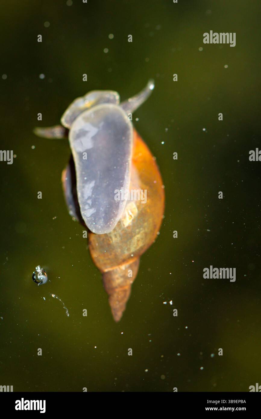 Mud snail hi-res stock photography and images - Alamy