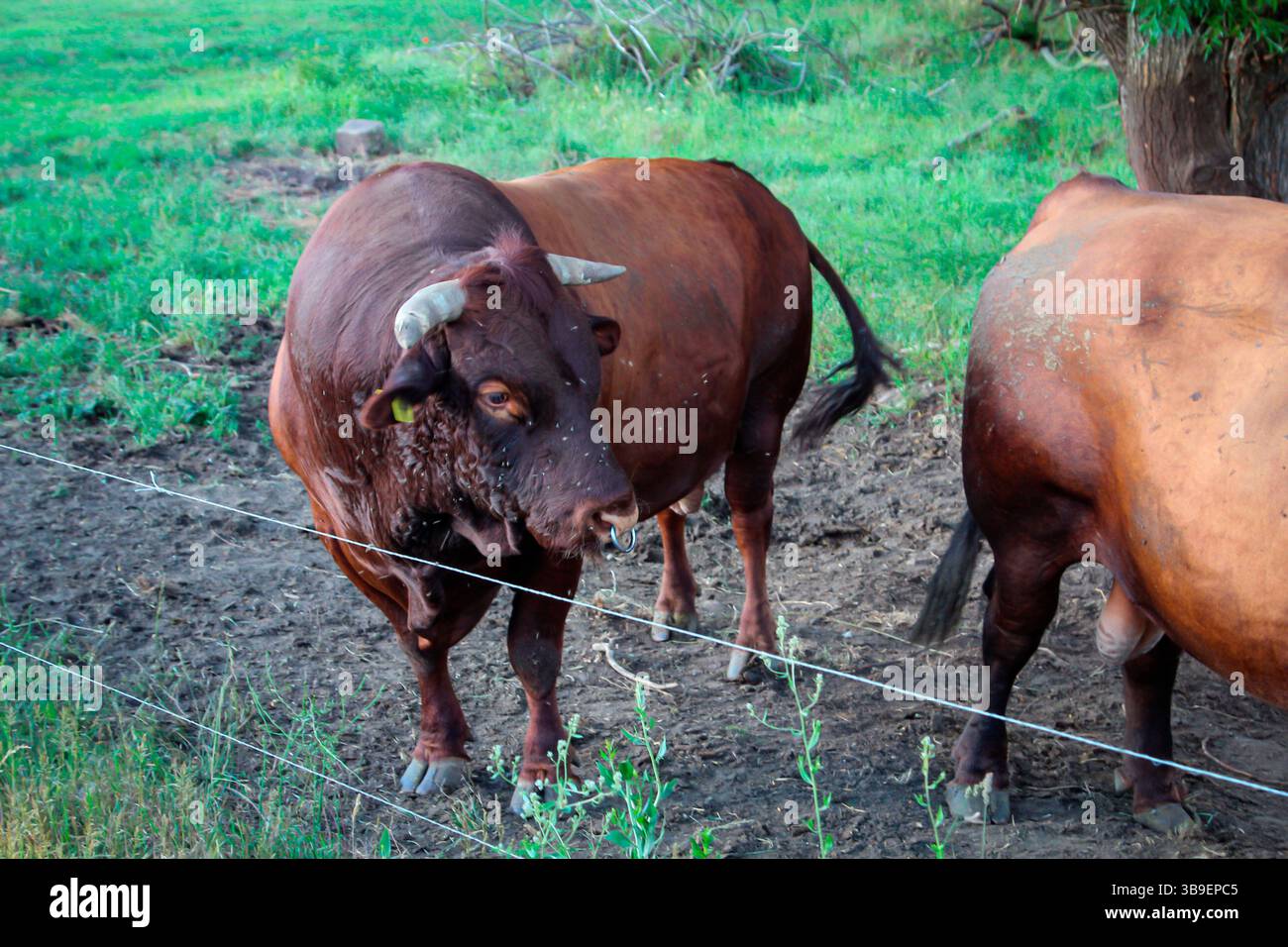 Bull in paddock hi-res stock photography and images - Alamy