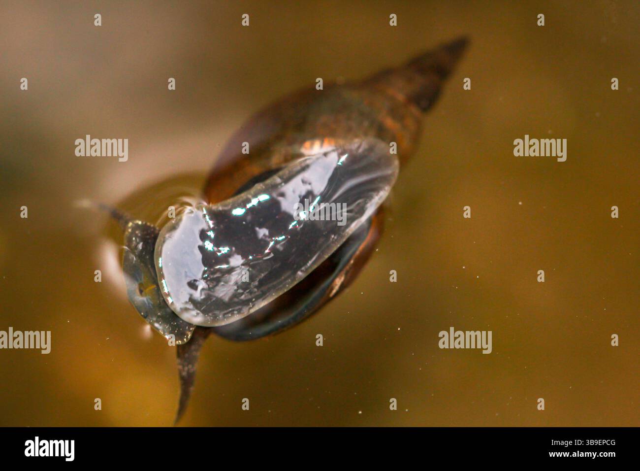 A pointed mud snail on the water surface Stock Photo - Alamy