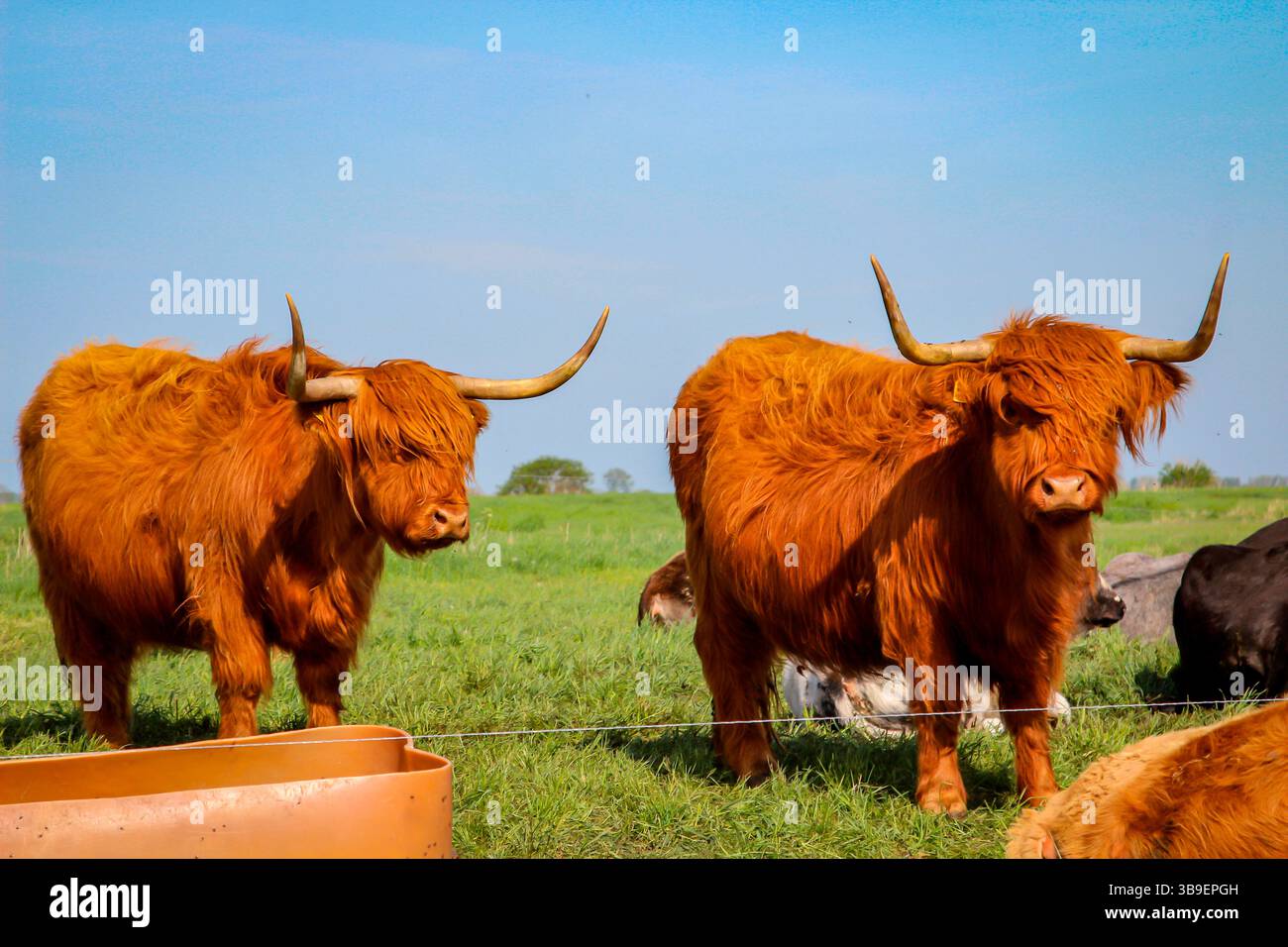 Beef cattle stock raising hi-res stock photography and images - Alamy