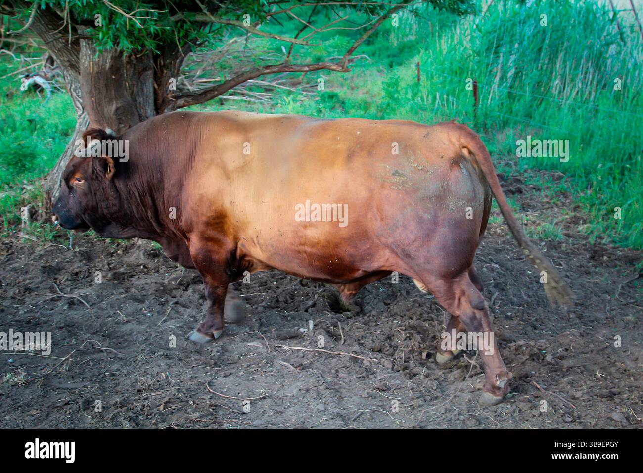 A bull on a paddock Stock Photo - Alamy