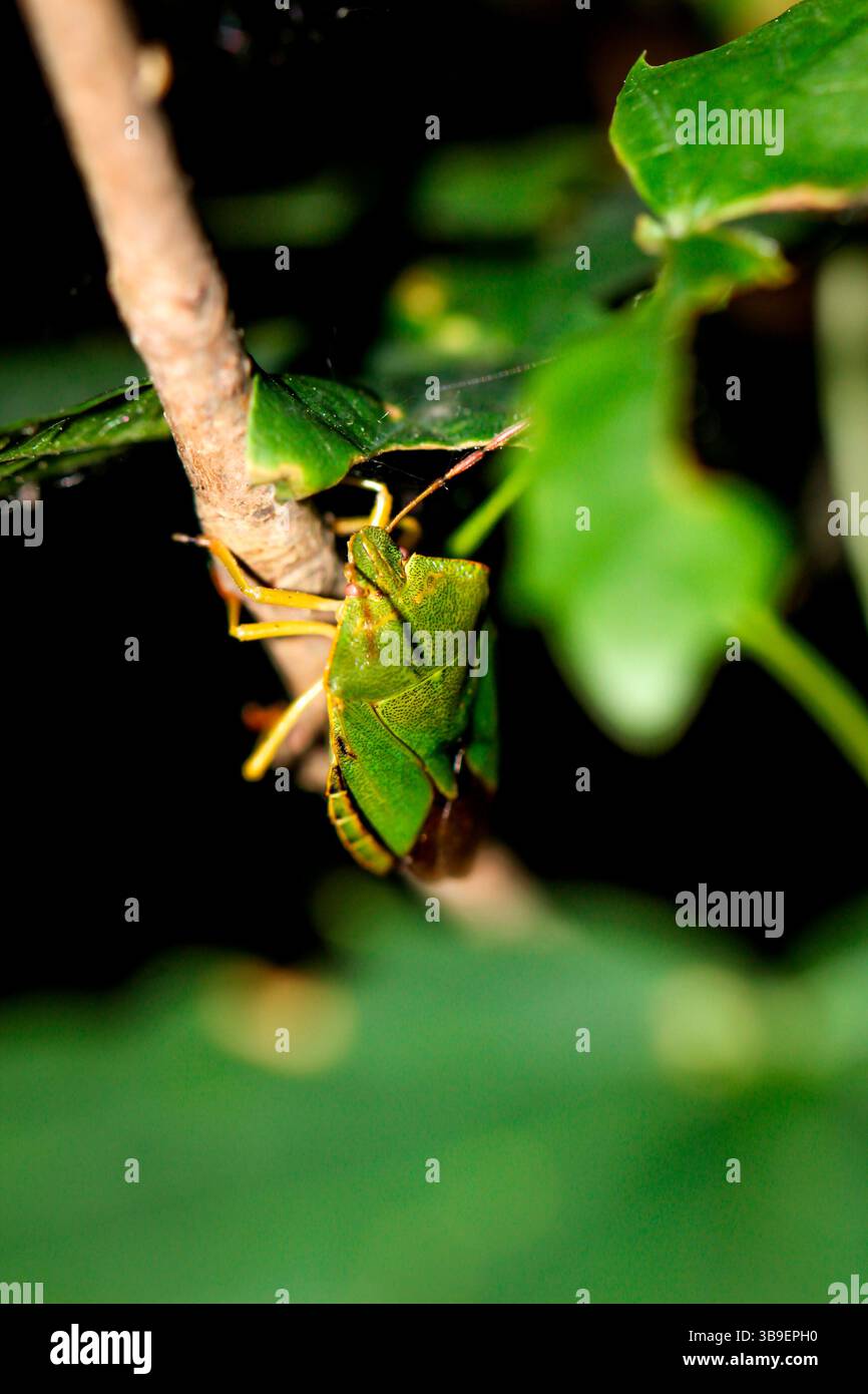 Green bug on branch hi-res stock photography and images - Alamy