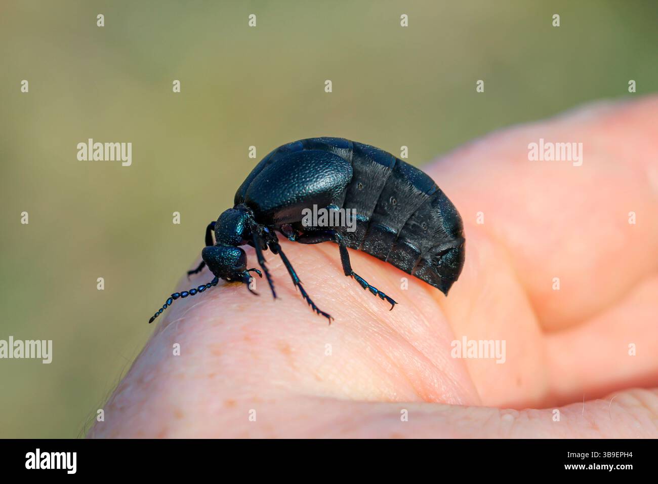Portrait of a Black Blue Oil Beetle, poisonous Stock Photo - Alamy