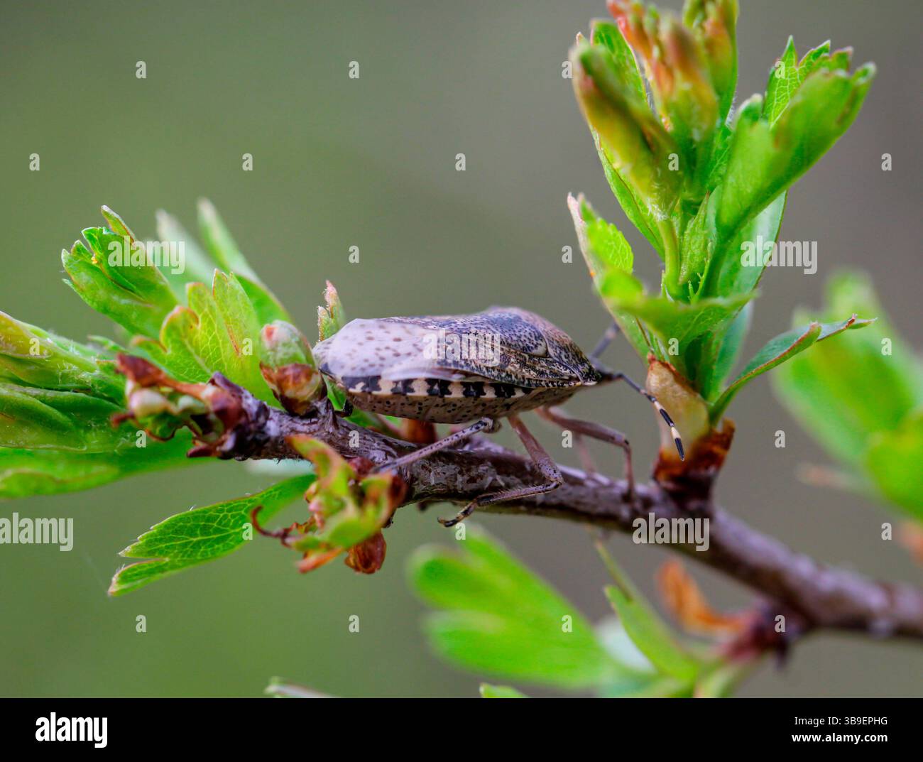 Rhaphigaster nebulosa on a plant hi-res stock photography and images ...