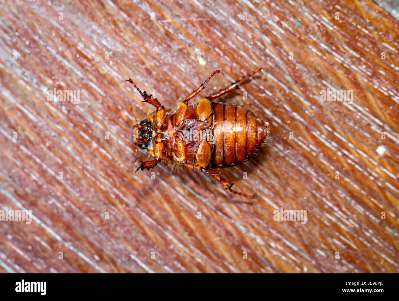 Flying back on hi-res stock photography and images - Alamy