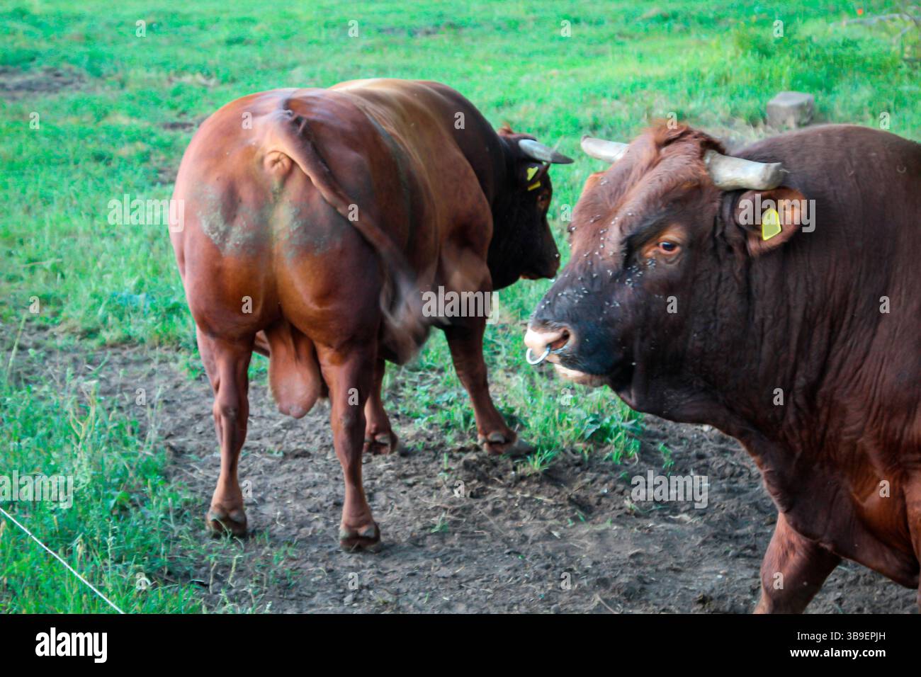Bull in paddock hi-res stock photography and images - Alamy