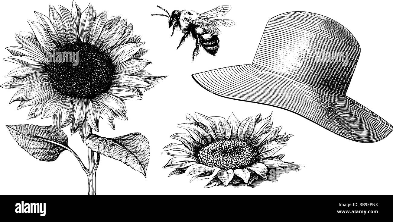 Vintage engraving of sunflowers and bee with classic hat design for ...