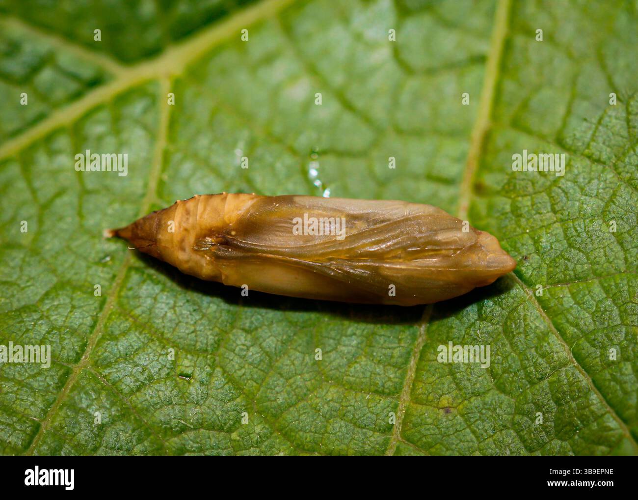 The pupa of a boxwood borer hi-res stock photography and images - Alamy