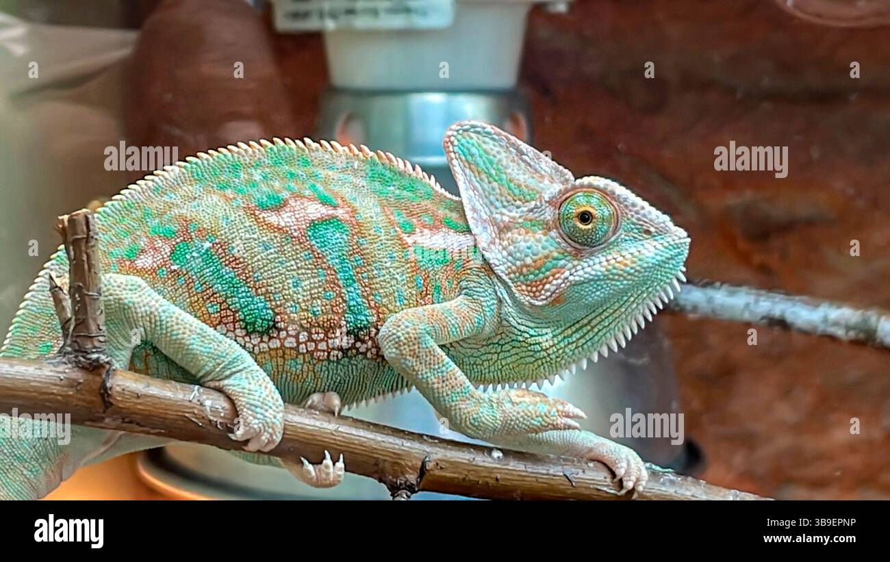 A Chile Camelion in a terarium Stock Photo - Alamy