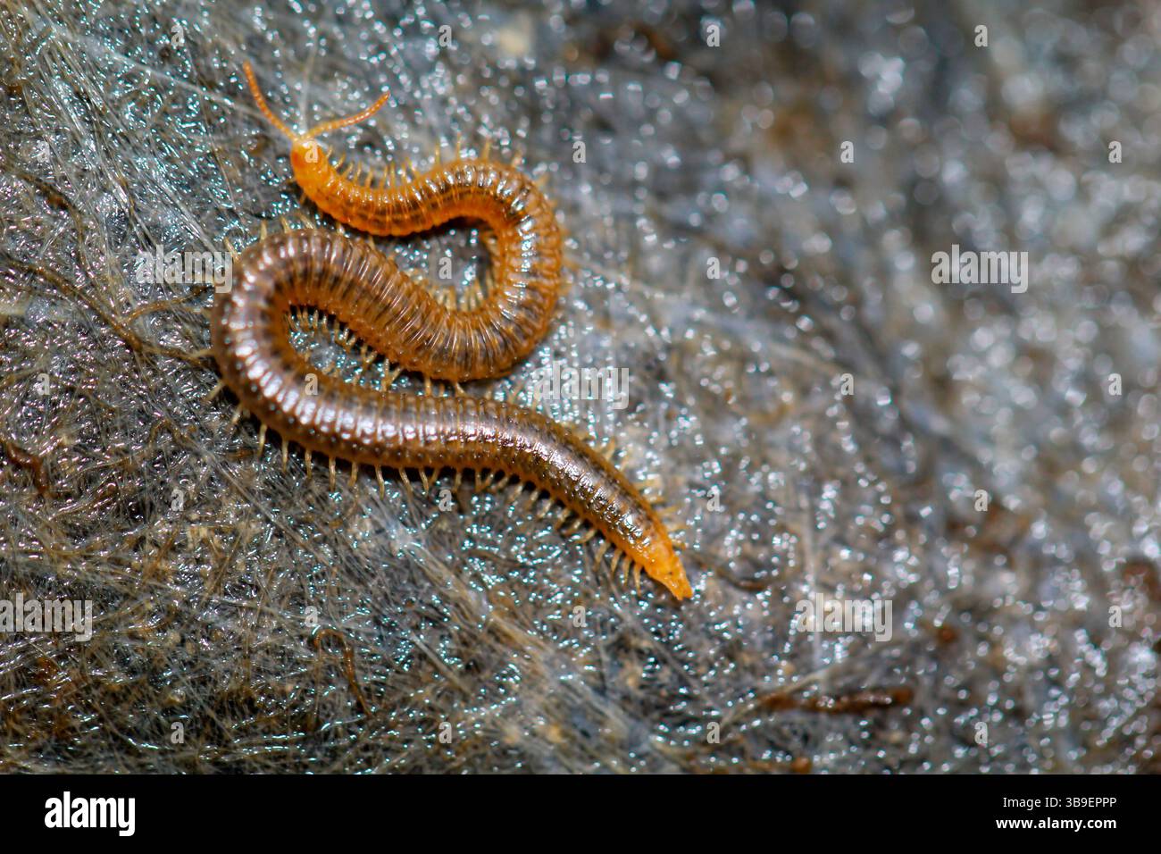 A close-up of a ground centipede, Geophilus carpophagus Stock Photo - Alamy