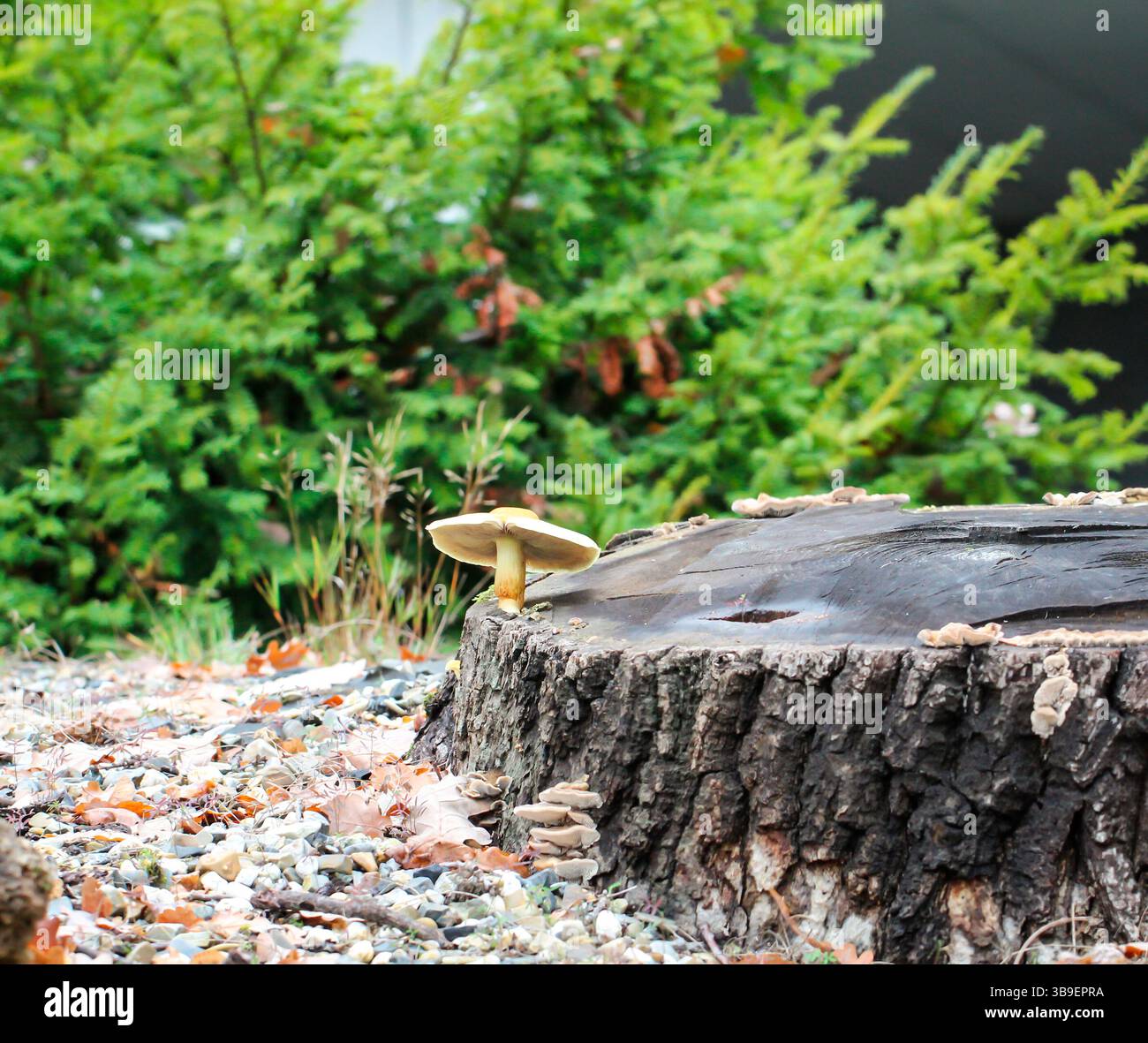 Mushroom on a tree trunk Stock Photo - Alamy