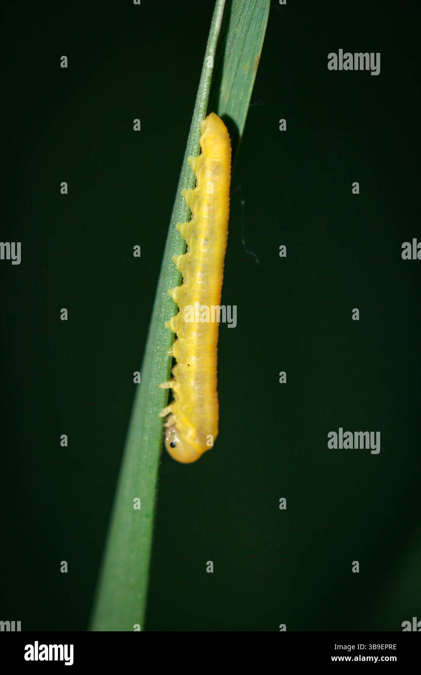 The caterpillar larva of a red-legged corn leaf wasp Stock Photo - Alamy