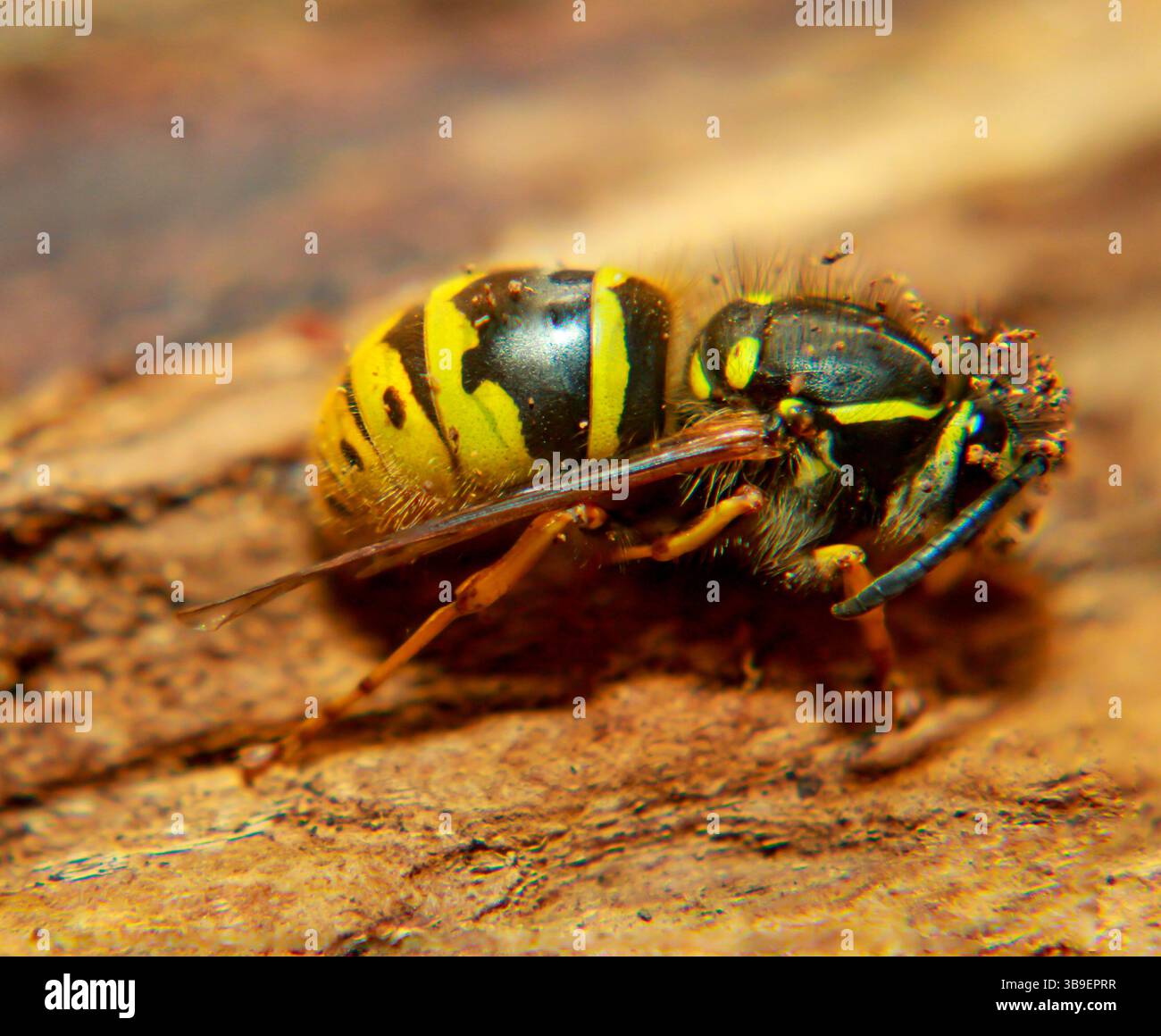 An extreme close-up of a wasp, Hymenoptera Stock Photo - Alamy