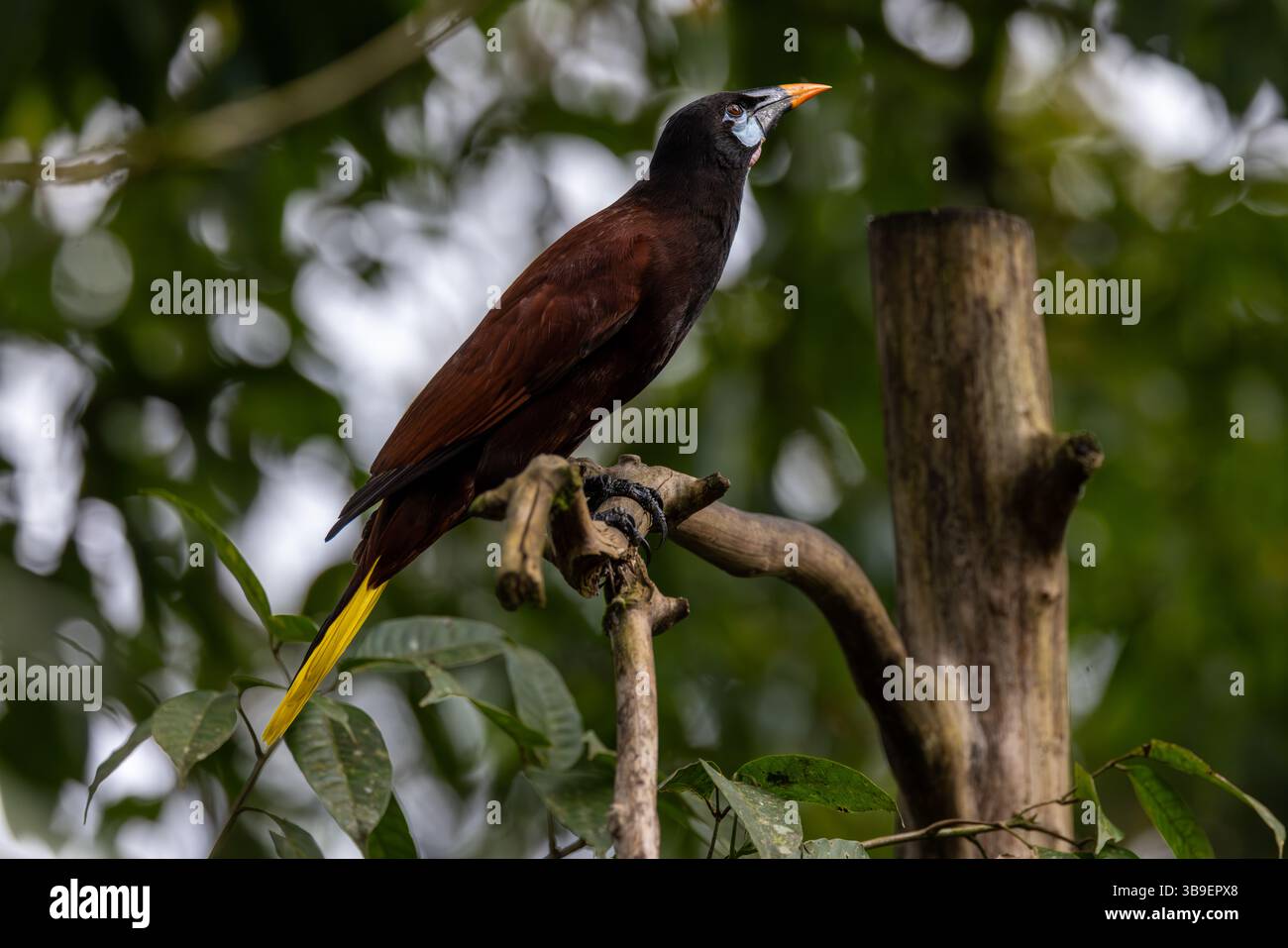Montezuma oropendula, Selva Verde, Costa Rica Stock Photo - Alamy