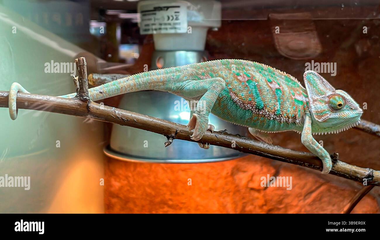 A Chile Camelion in the terarium Stock Photo - Alamy