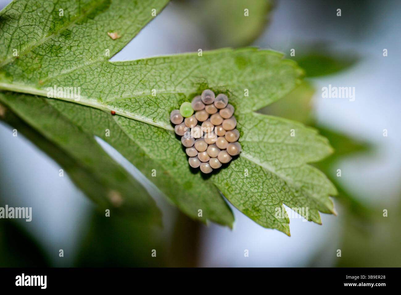 The eggs of bugs or other insects on the underside of a leaf Stock ...