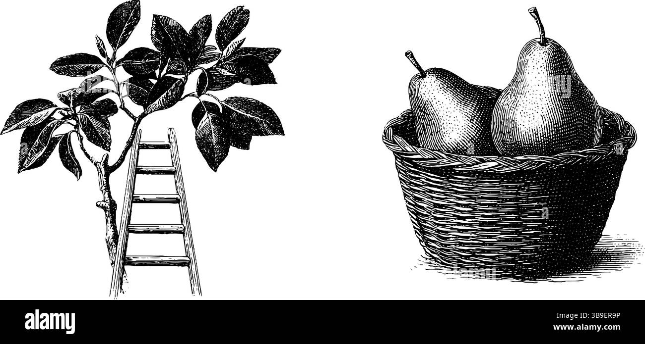 Engraved pear tree and ladder with basket of pears illustration for ...