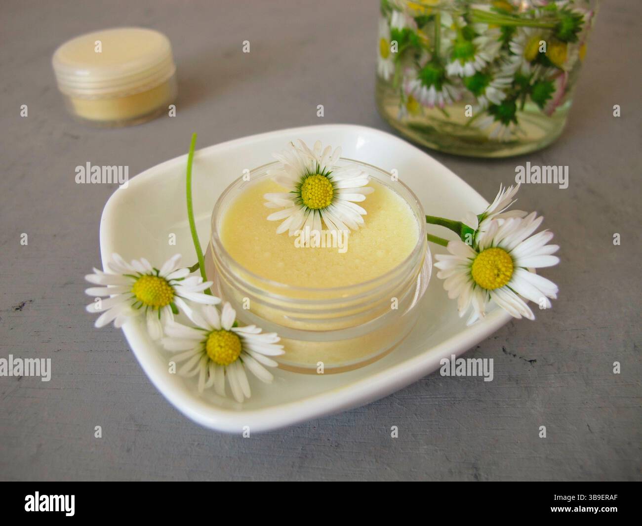 Homemade daisy ointment with daisy extract in a small jar Stock Photo ...