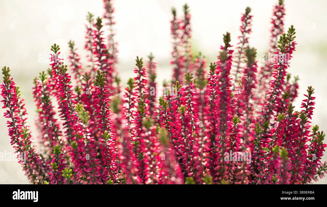 View heather in bloom hi-res stock photography and images - Alamy