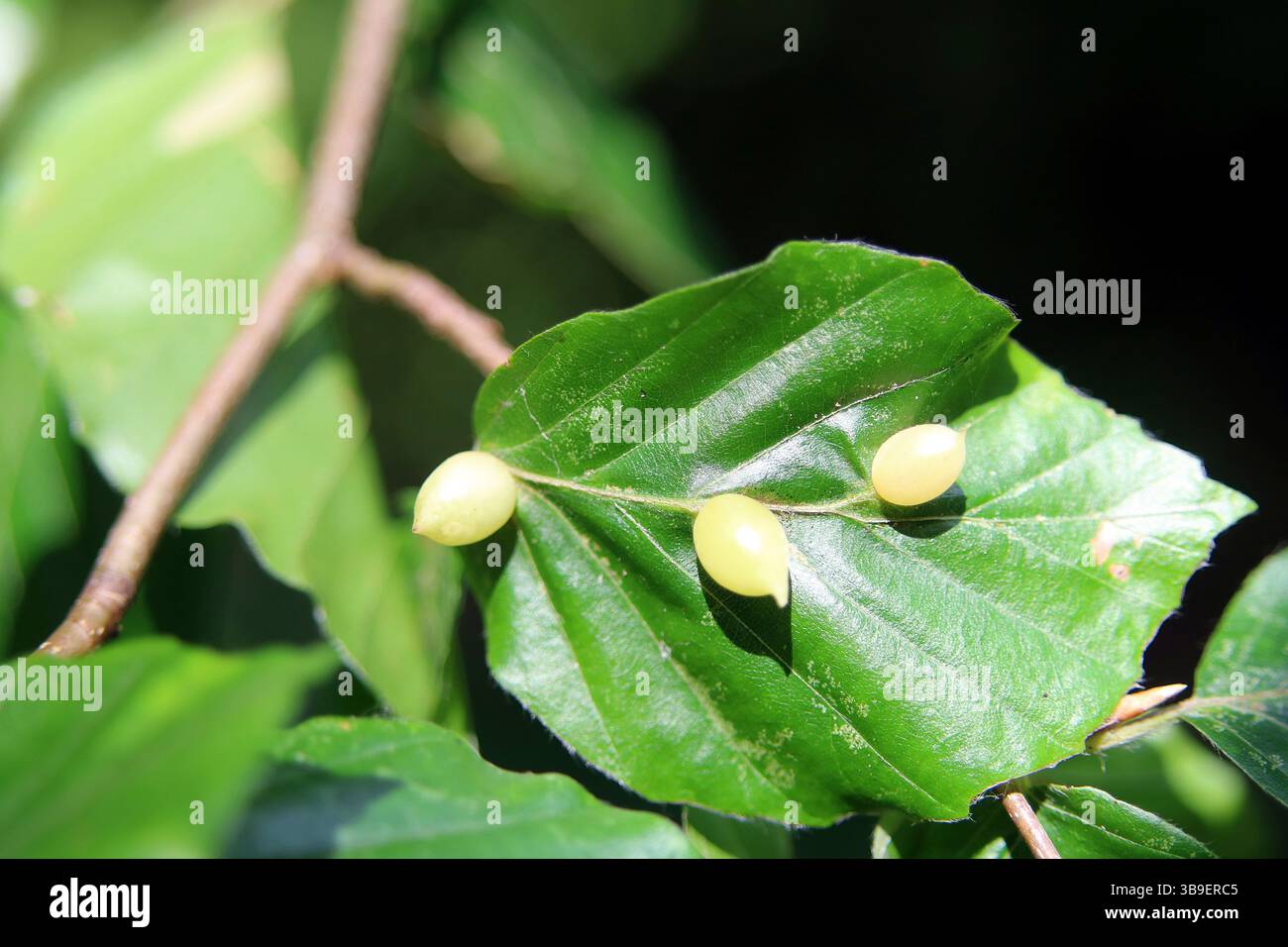 Gall of the beech gall midge Stock Photo - Alamy