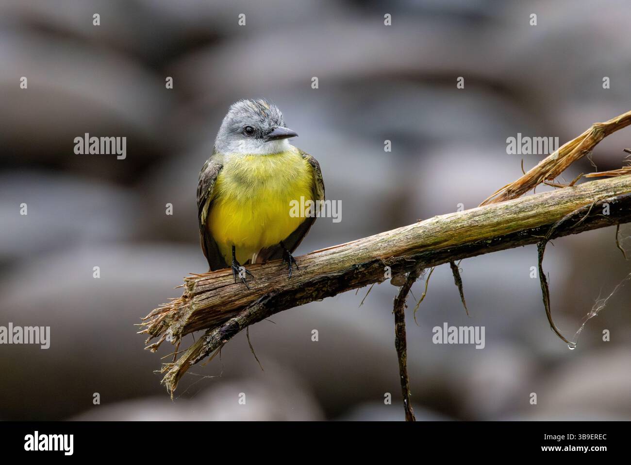 Grey-headed canary-flycatcher by the river Stock Photo - Alamy