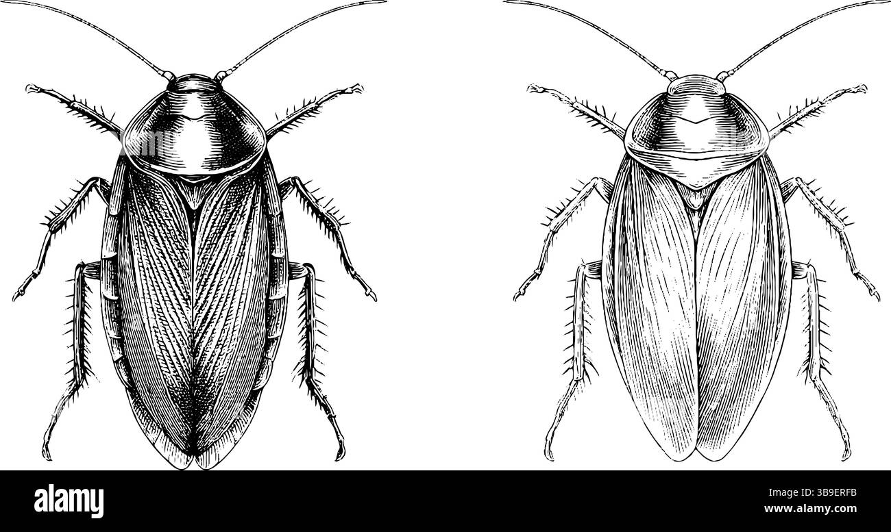 Detailed engraved illustration set of giant water bug for nature and ...