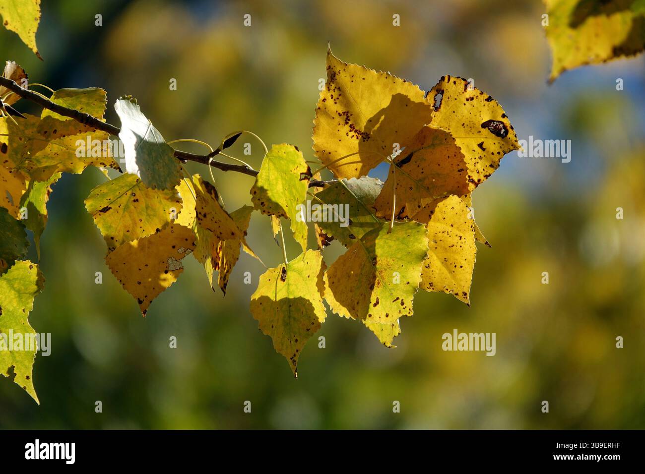 Leaves poplar in autumn hi-res stock photography and images - Alamy