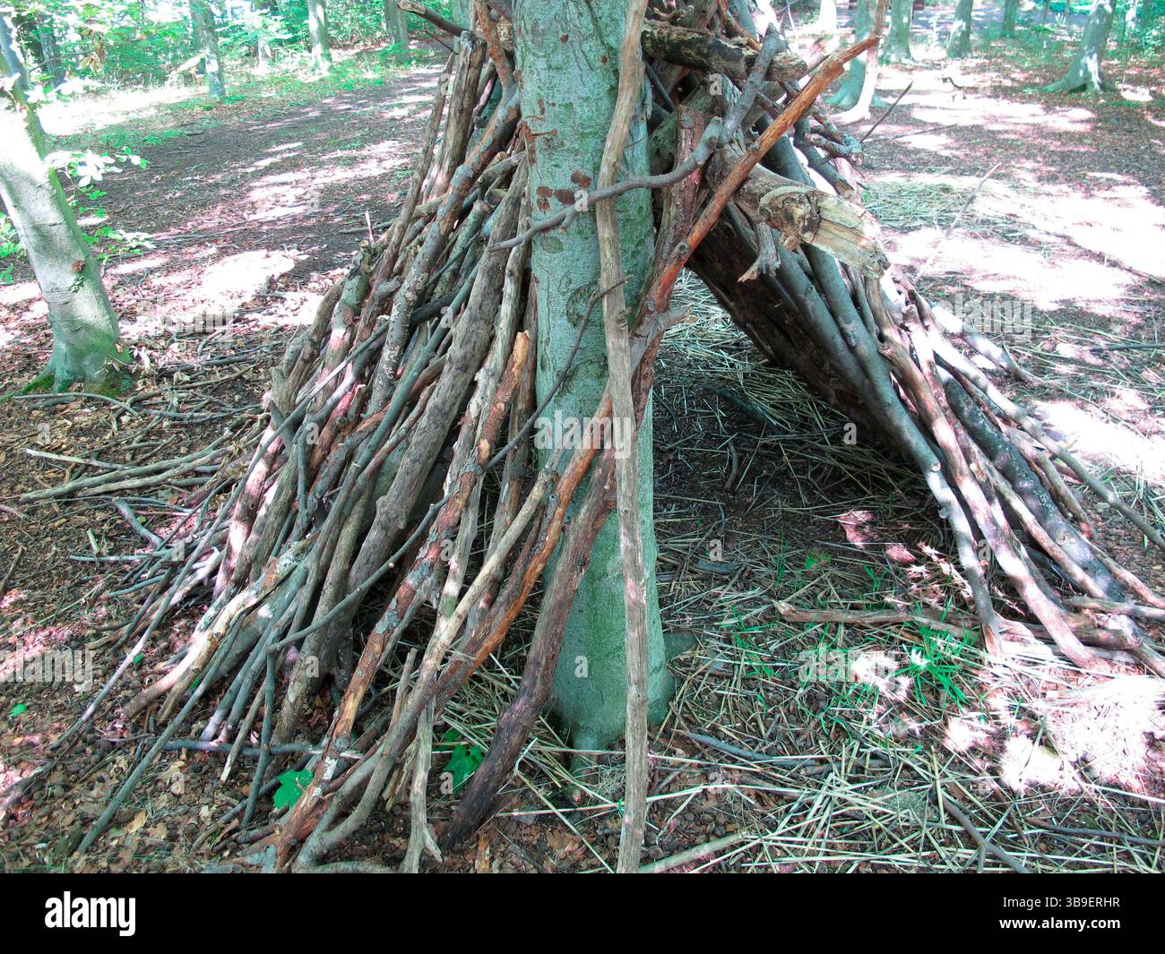 Self-made shelter, hut in the forest made of branches Stock Photo - Alamy