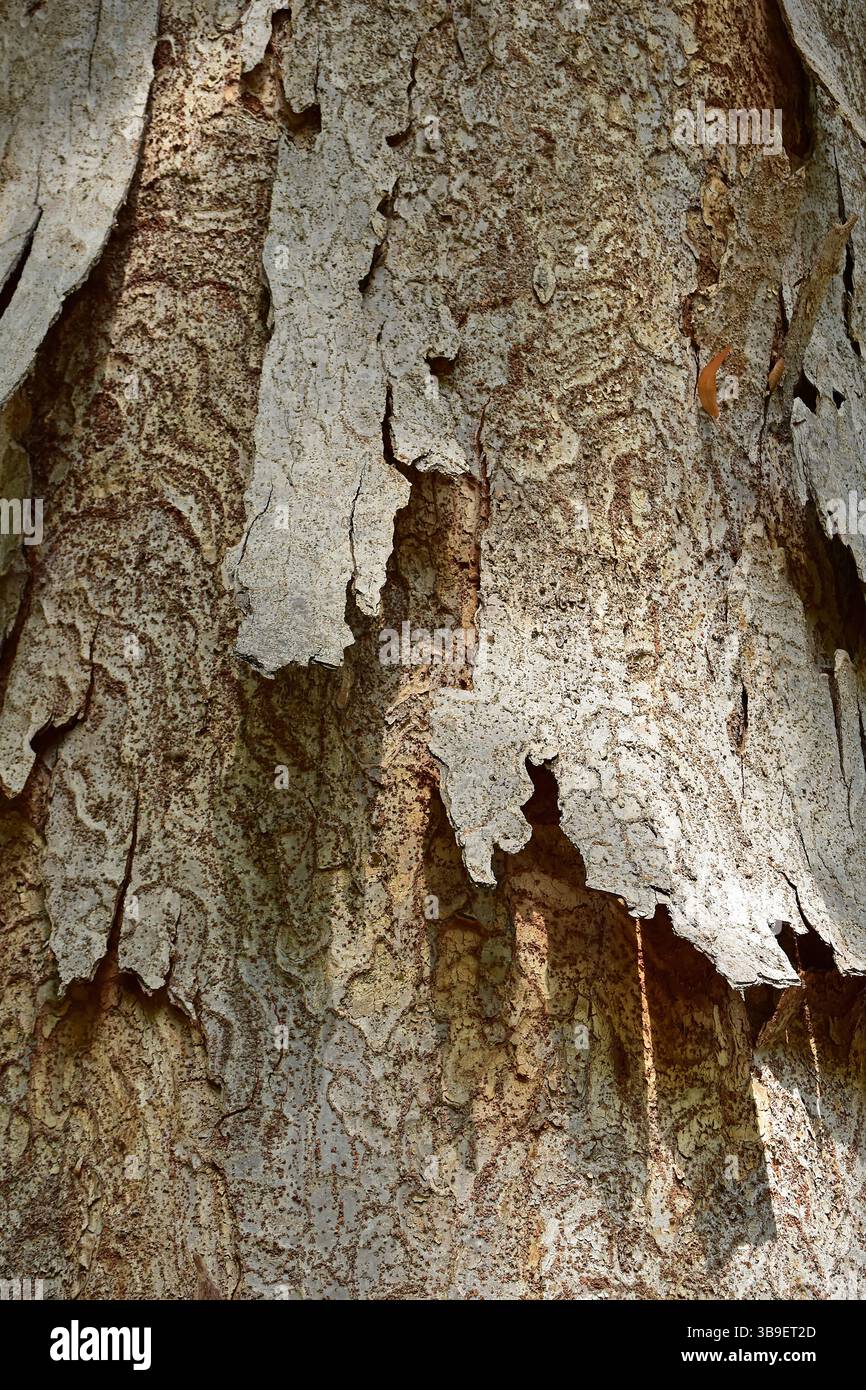 Bark of a japanese zelkove zelkova serrata hi-res stock photography and images - Alamy