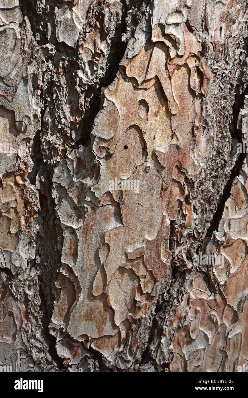 Structure of the bark of a black pine Pinus nigra Stock Photo - Alamy
