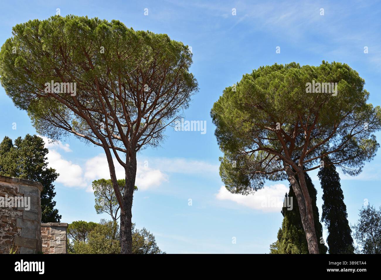Stone pine trees pinus hi-res stock photography and images - Alamy