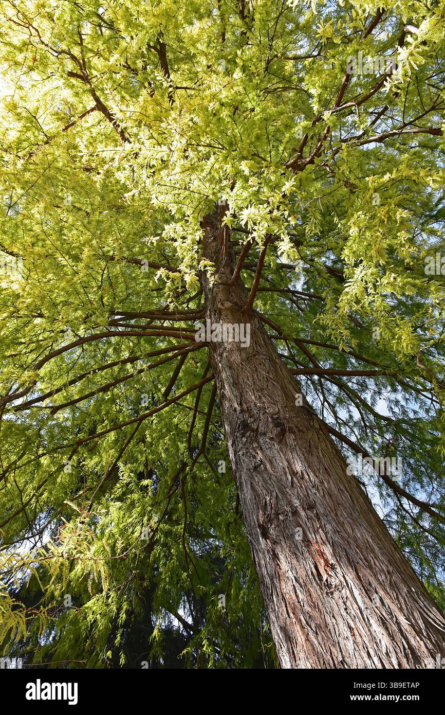 View into the crown of a bald cypress Taxodium distichum Stock Photo ...